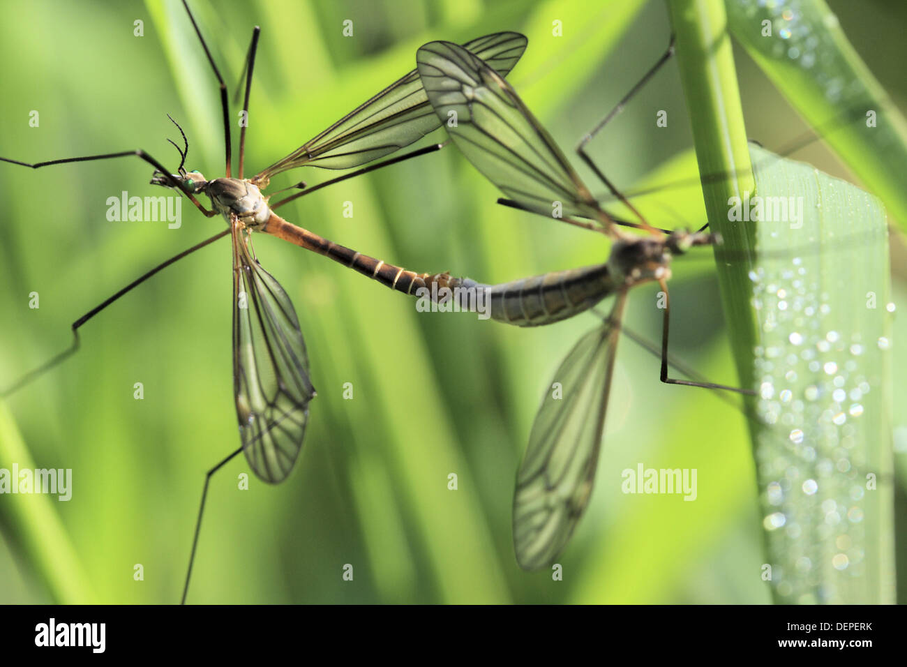 Paarung europäischen Schnaken Gras. Europäische Schnaken, Tipula ...