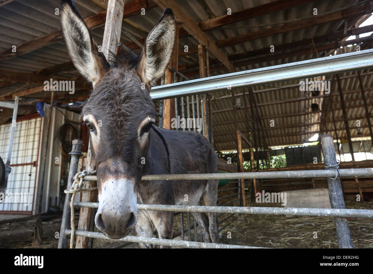 Esel last -Fotos und -Bildmaterial in hoher Auflösung – Alamy