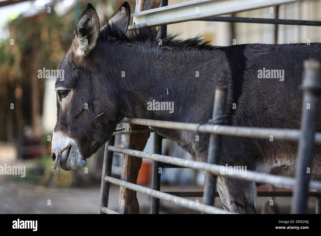 Esel last -Fotos und -Bildmaterial in hoher Auflösung – Alamy