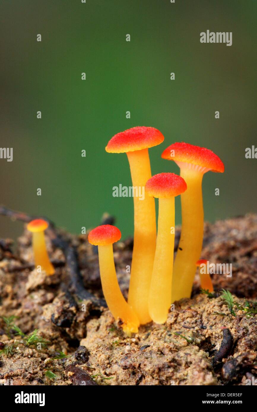 Red fungi -Fotos und -Bildmaterial in hoher Auflösung – Alamy