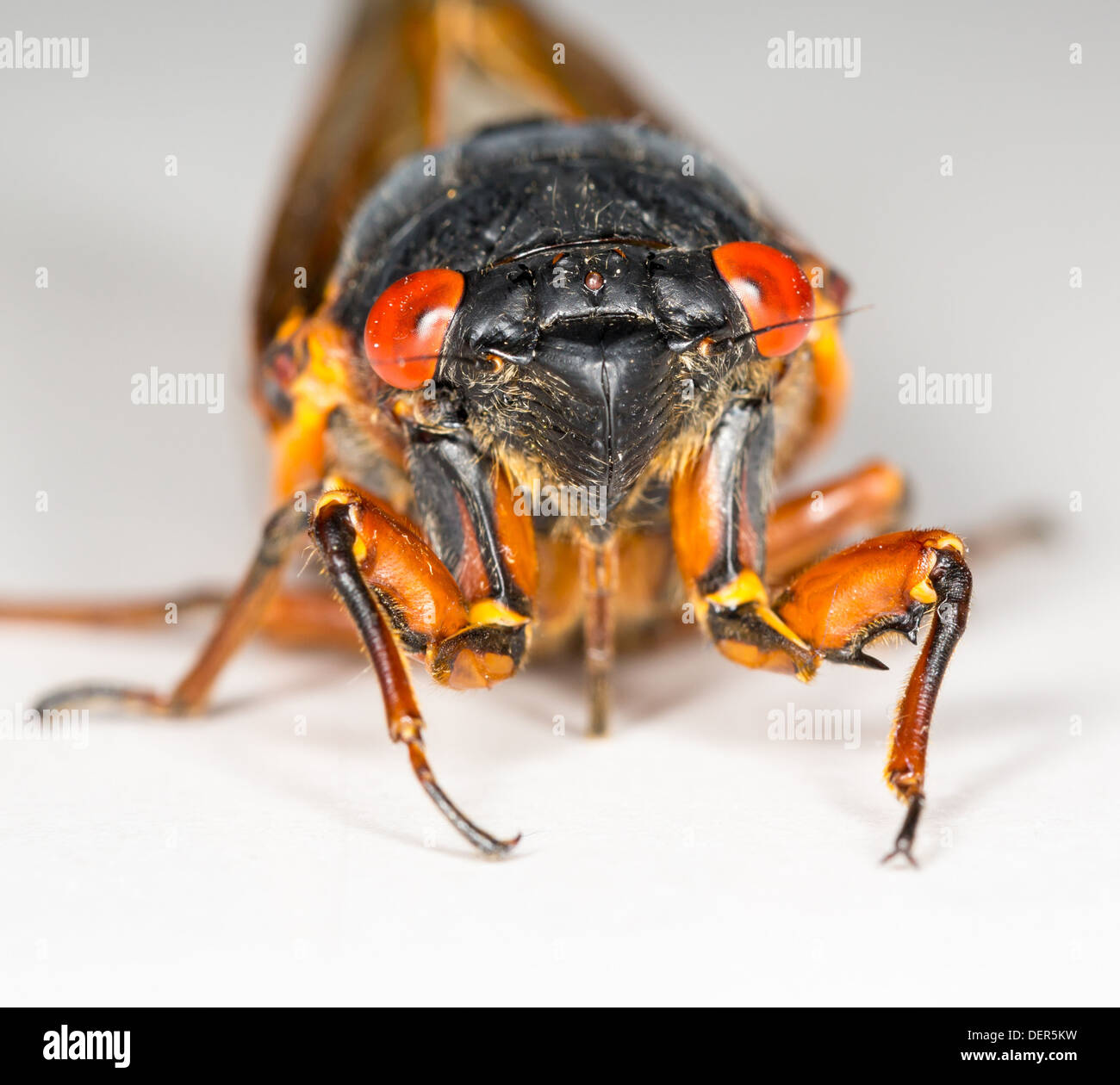 Zikade, Makro-Bild auf weißem Hintergrund Stockfotografie - Alamy
