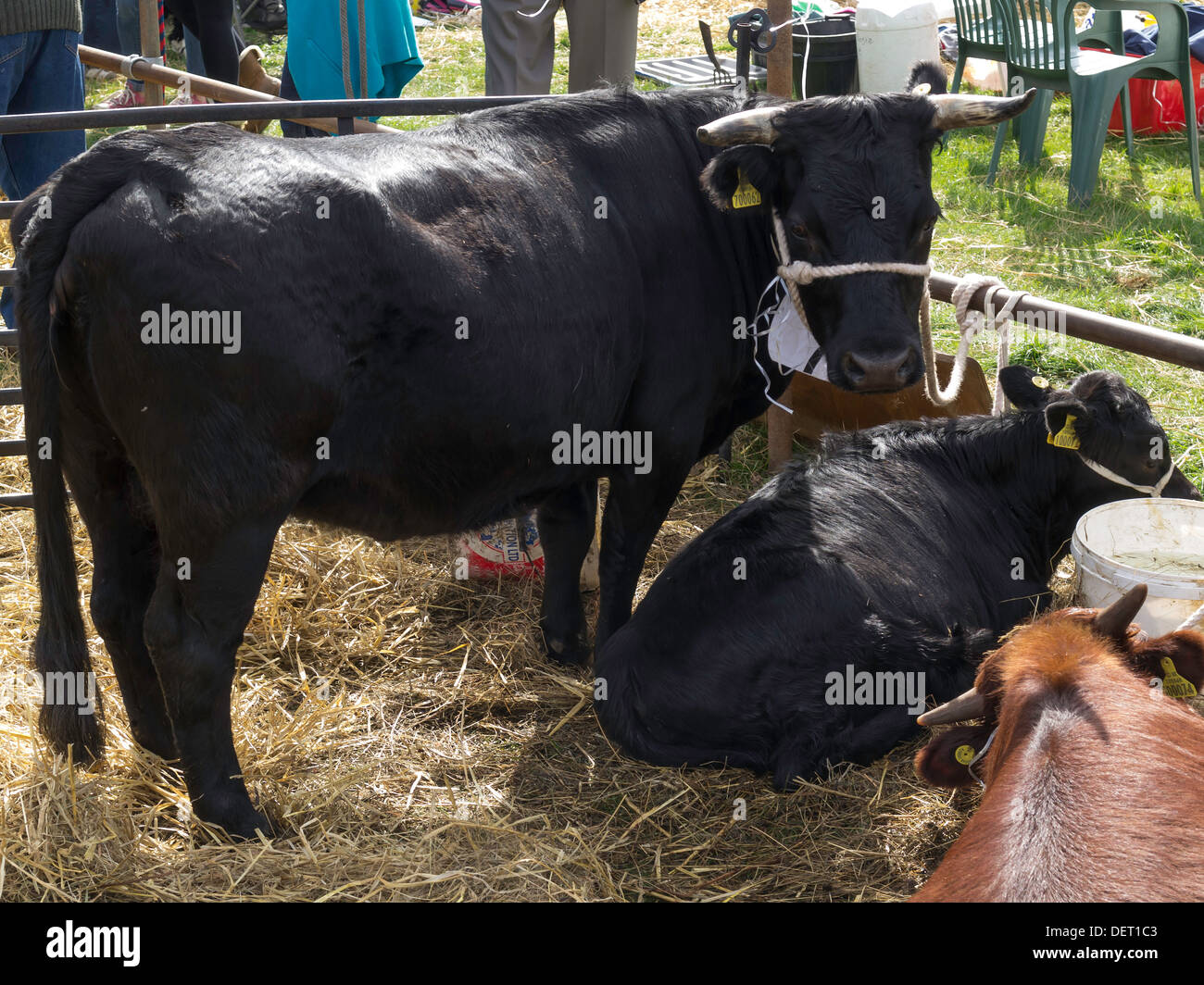 Dexter beef -Fotos und -Bildmaterial in hoher Auflösung – Alamy