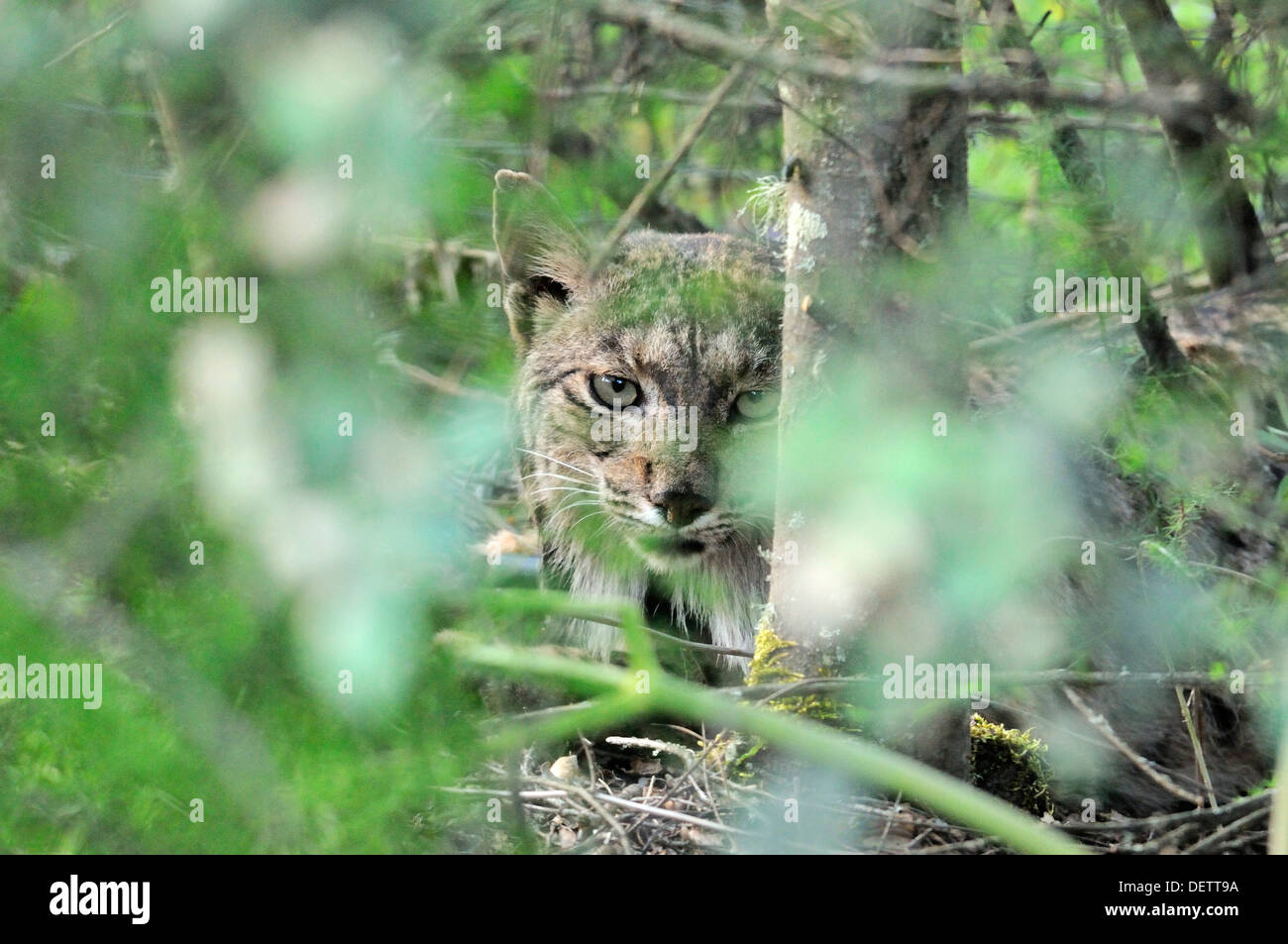 Iberischer Luchs Lynx Pardinus wilde männliche Luchs in Sierra de ...