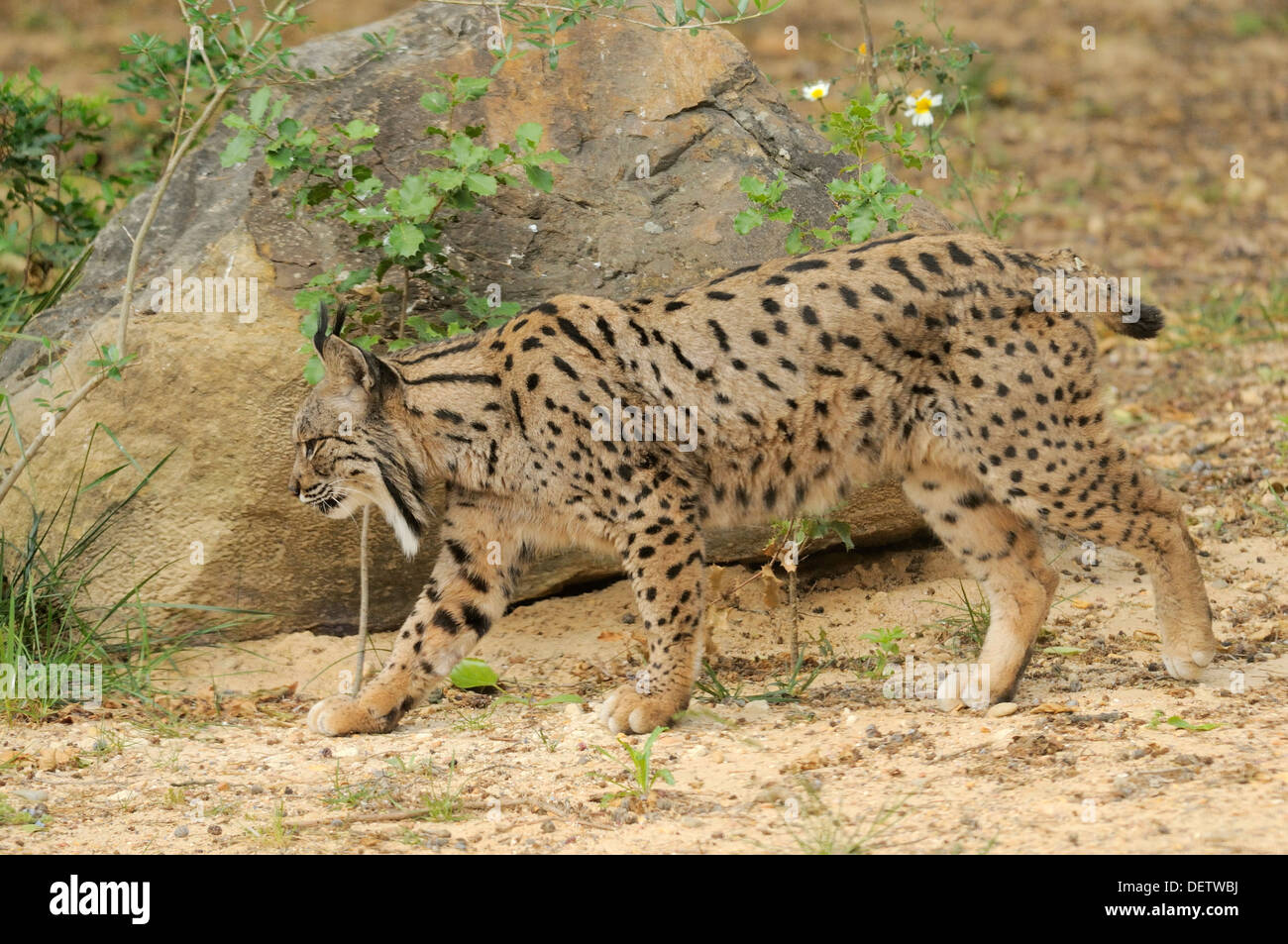 Iberischer luchs -Fotos und -Bildmaterial in hoher Auflösung – Alamy