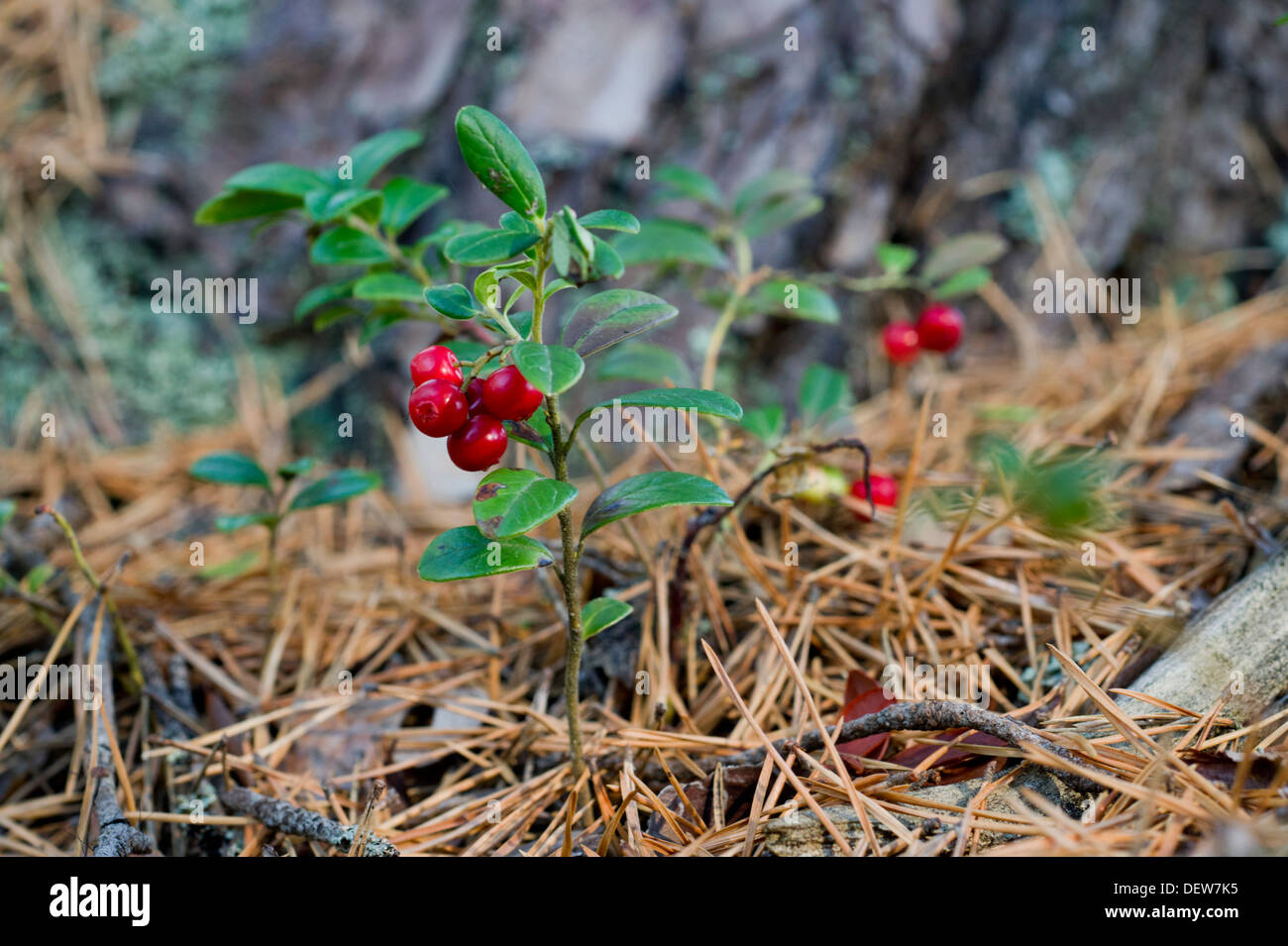 Arktische tundra beeren -Fotos und -Bildmaterial in hoher Auflösung – Alamy