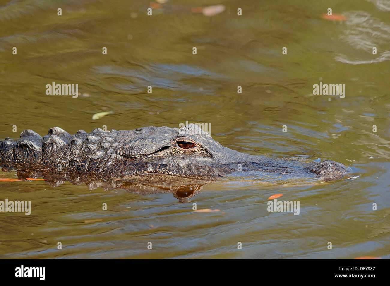 Alligator Heads Stockfotos und -bilder Kaufen - Alamy