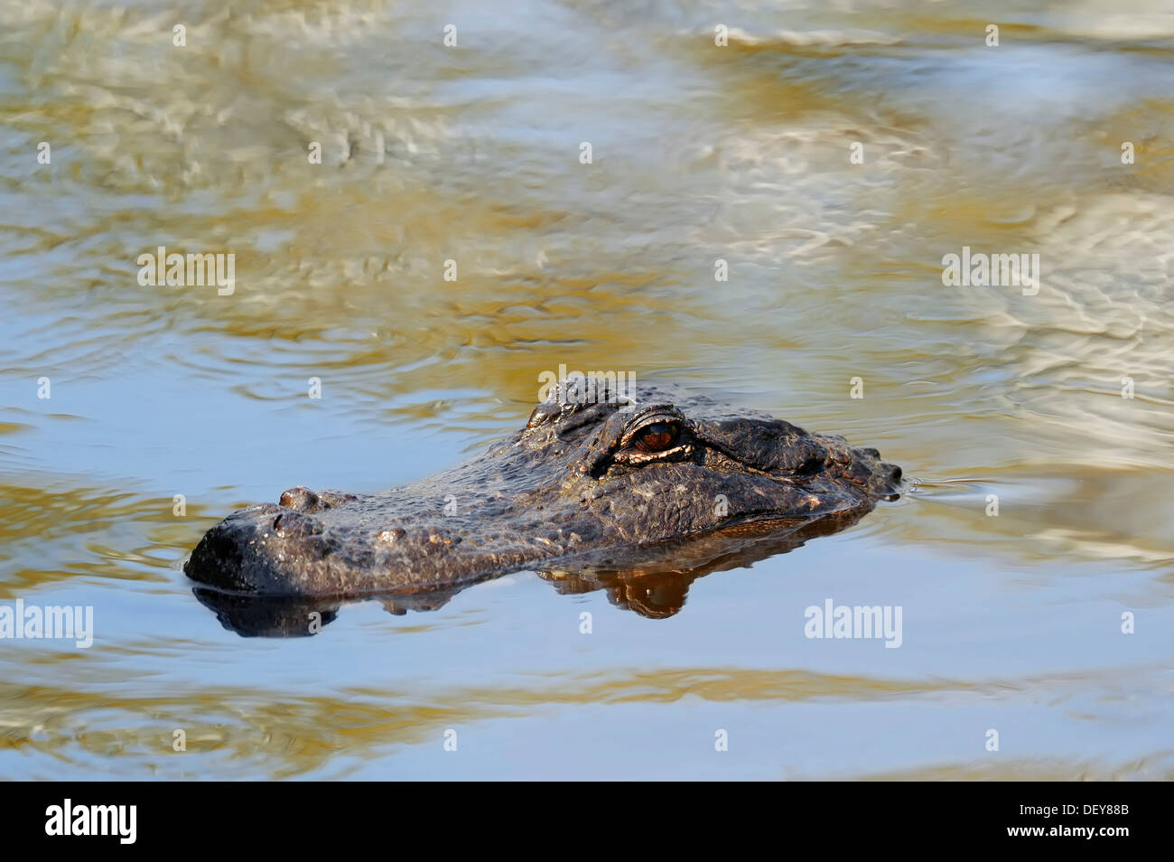 Alligator Heads Stockfotos und -bilder Kaufen - Alamy
