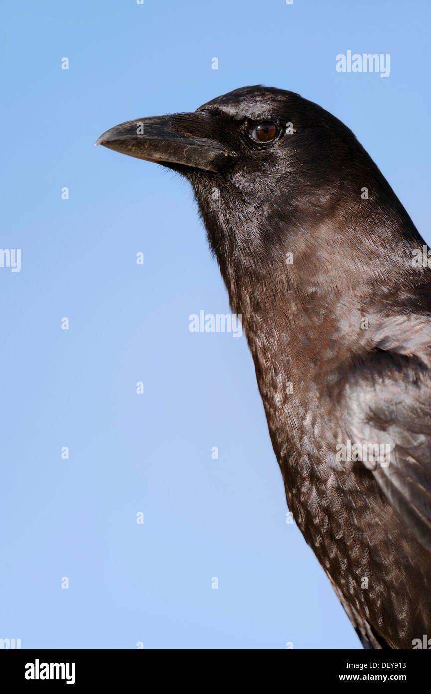 American crow corvus brachyrhynchos -Fotos und -Bildmaterial in hoher Auflösung – Alamy