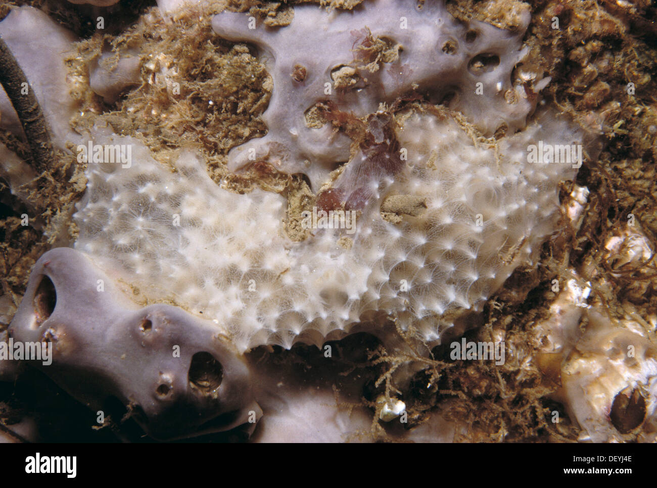Dysidea fragilis -Fotos und -Bildmaterial in hoher Auflösung – Alamy