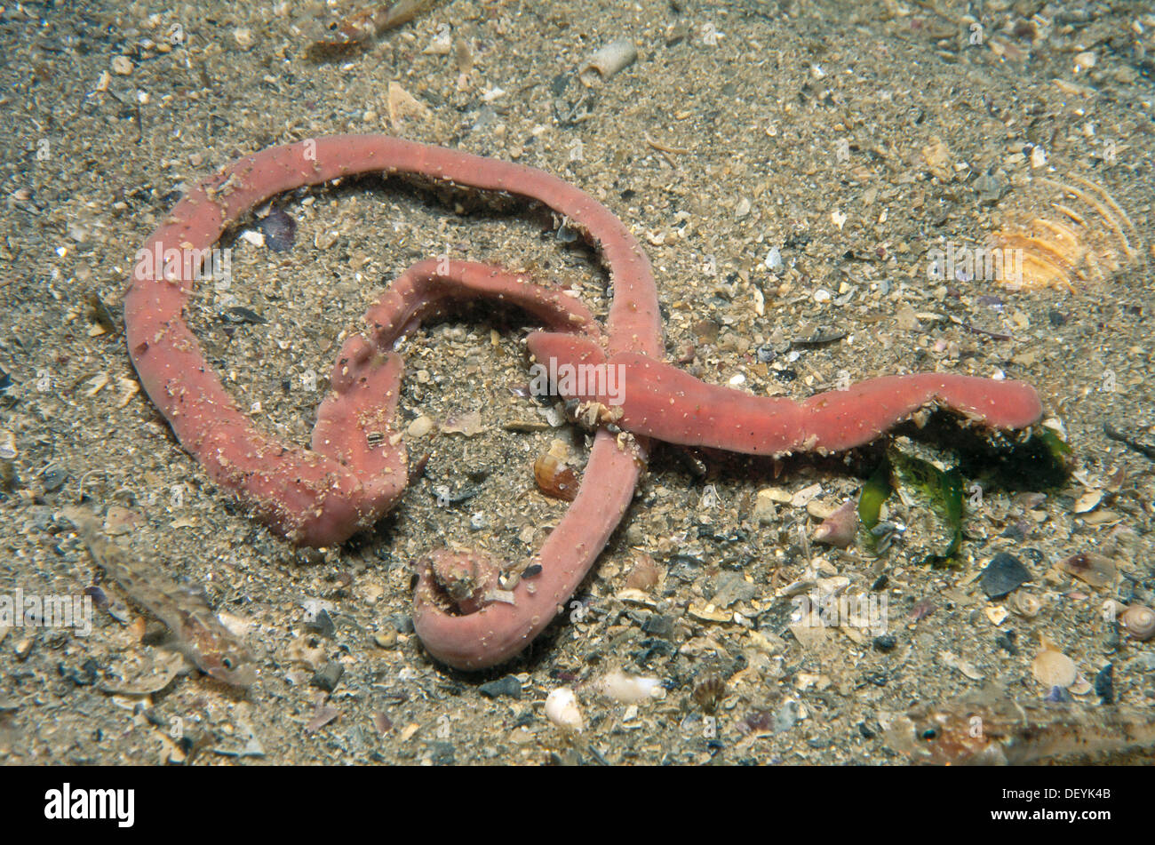 Milchiger Bandwurm Stockfotos und -bilder Kaufen - Alamy