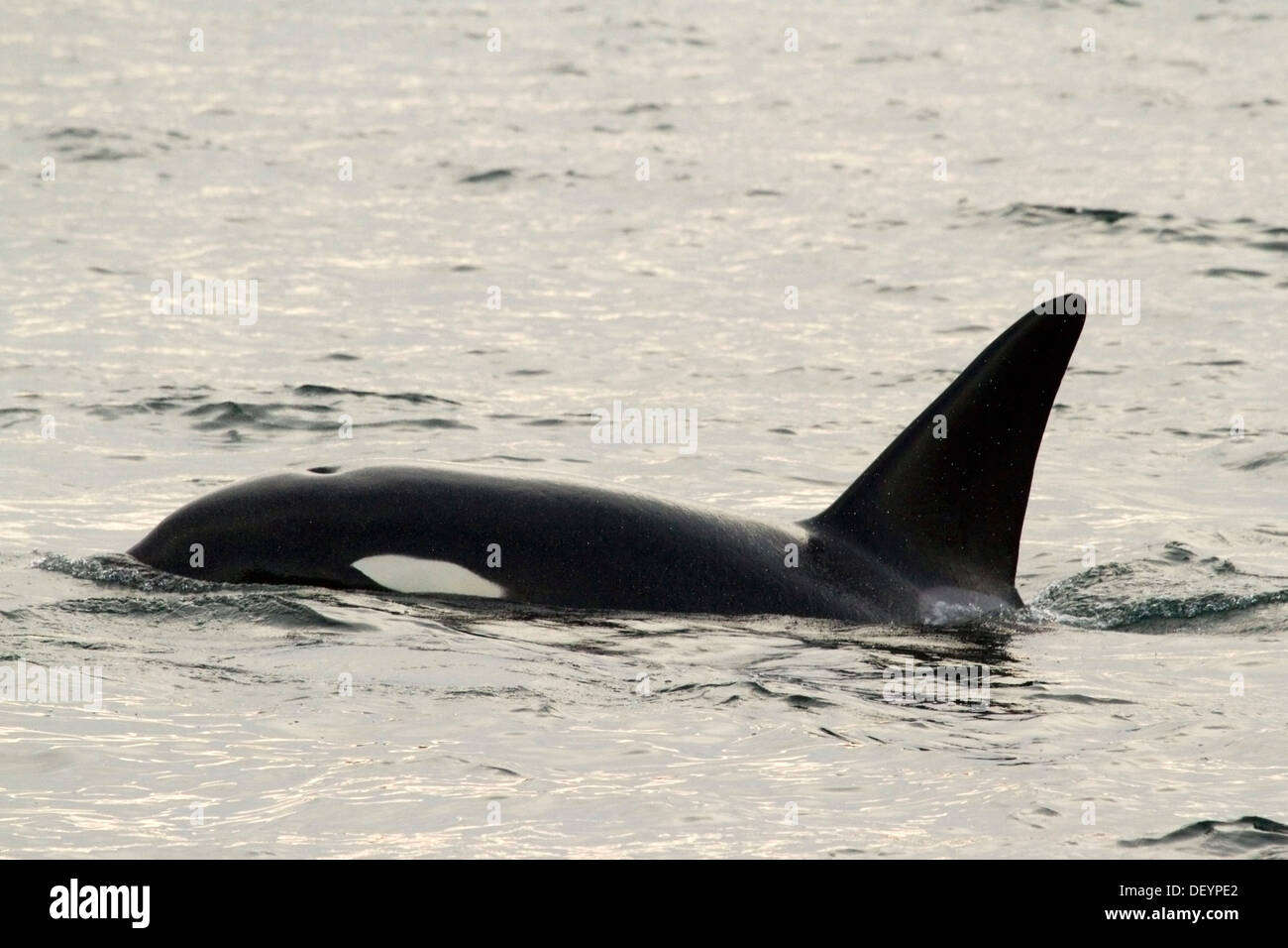 Orca Winter Stockfotos und -bilder Kaufen - Alamy
