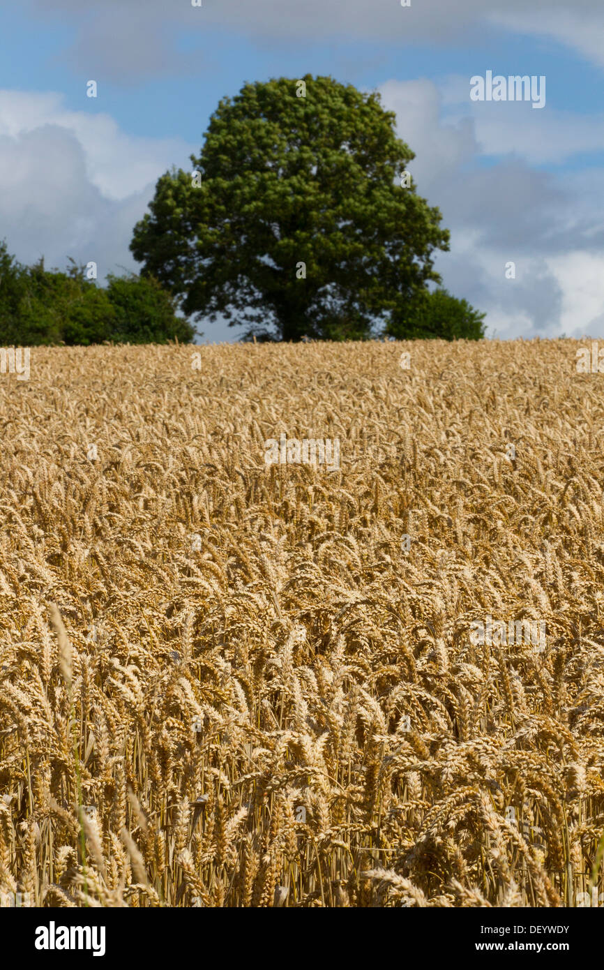 Die weizenernte -Fotos und -Bildmaterial in hoher Auflösung – Alamy