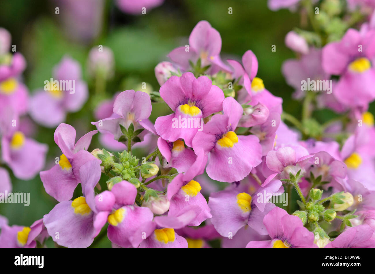 Karoo pflanzen -Fotos und -Bildmaterial in hoher Auflösung – Alamy