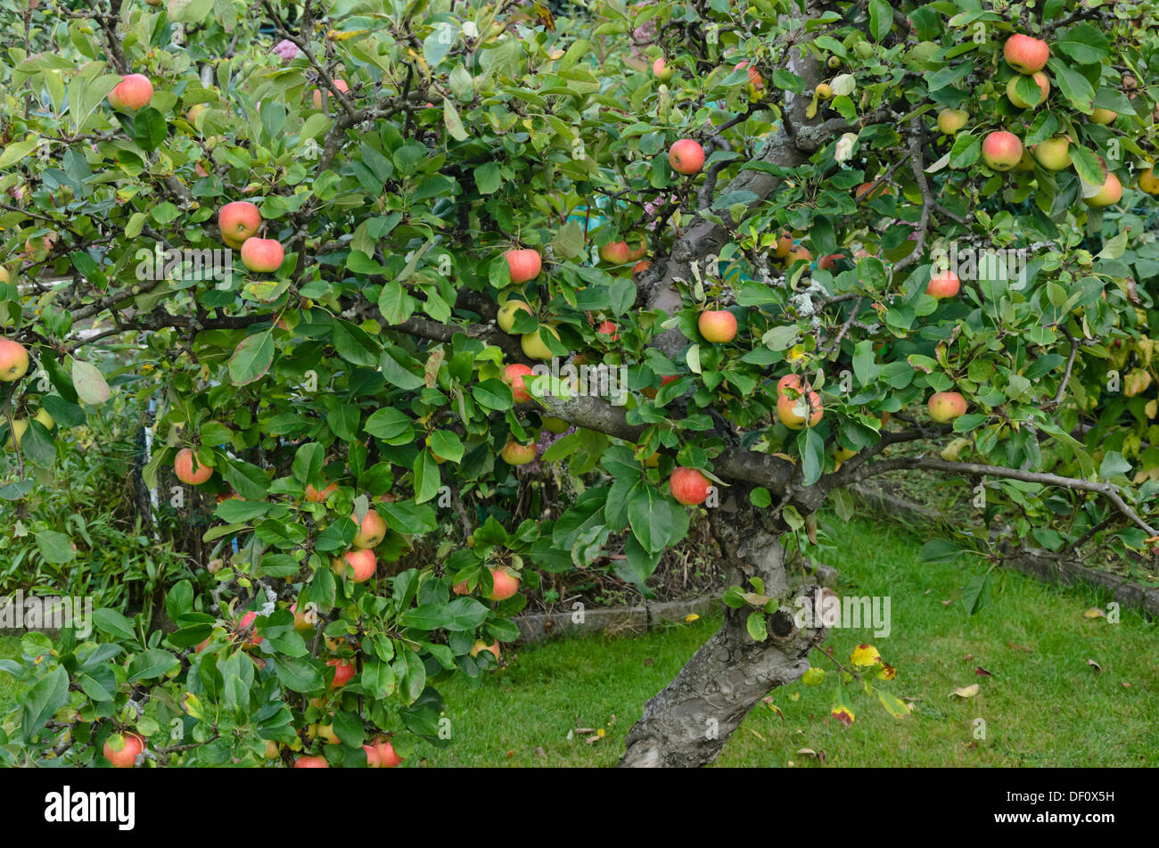 Strauch apfel -Fotos und -Bildmaterial in hoher Auflösung – Alamy