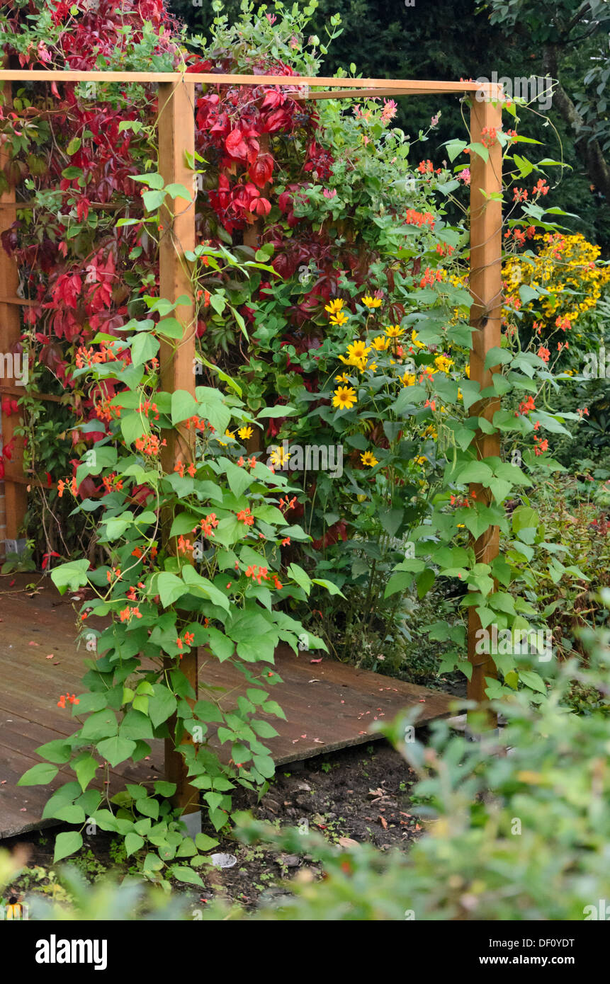 Bean trellis -Fotos und -Bildmaterial in hoher Auflösung – Alamy