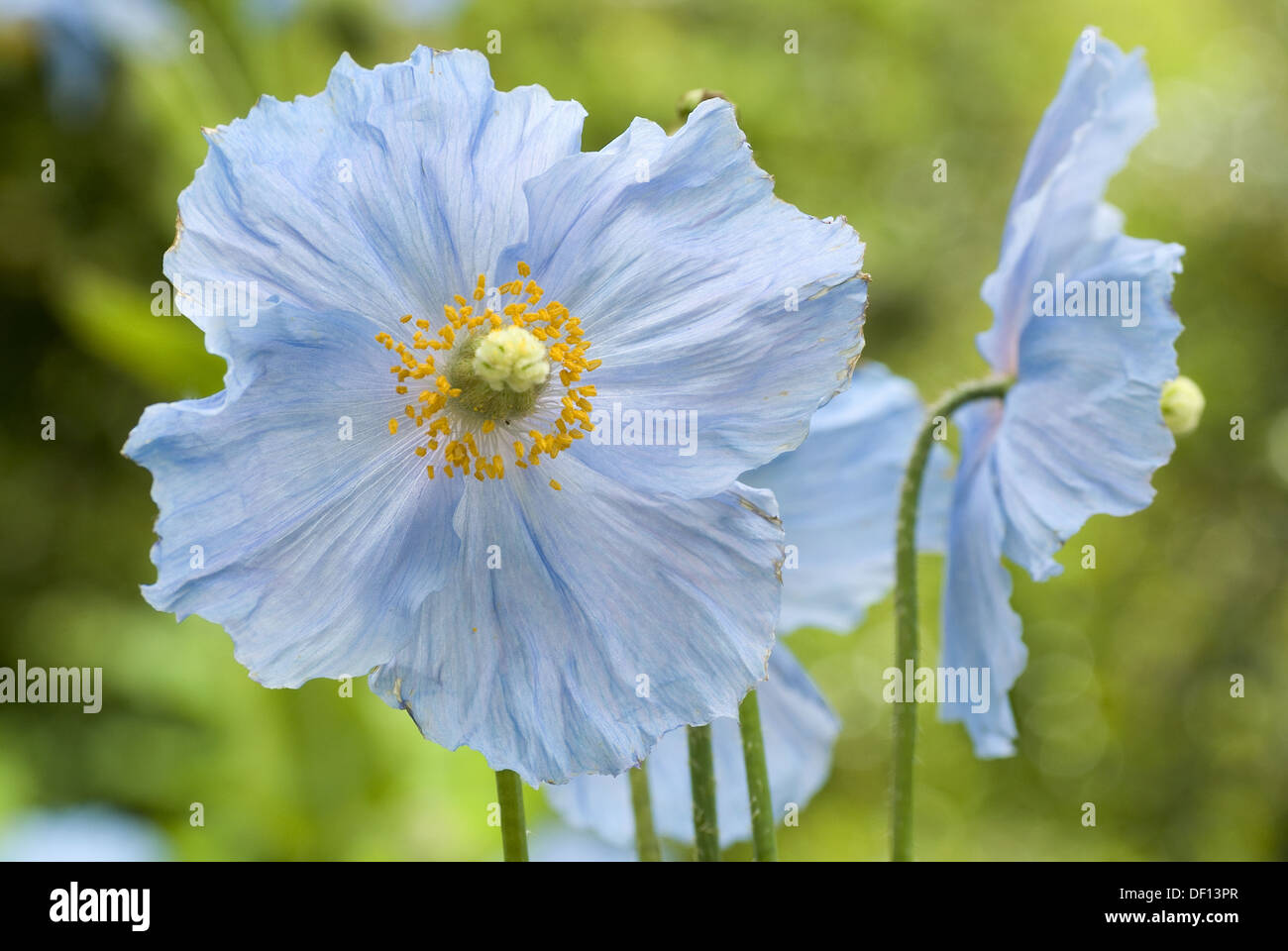 Himalaja blaue mohnblumennahaufnahme -Fotos und -Bildmaterial in hoher ...