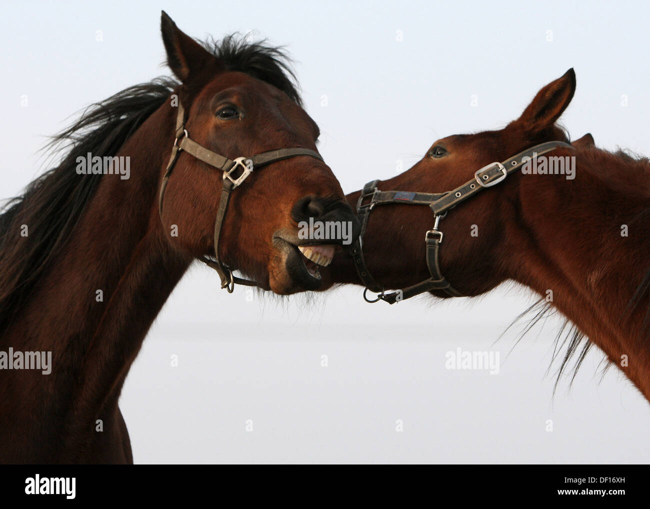 Koenigs see -Fotos und -Bildmaterial in hoher Auflösung – Alamy