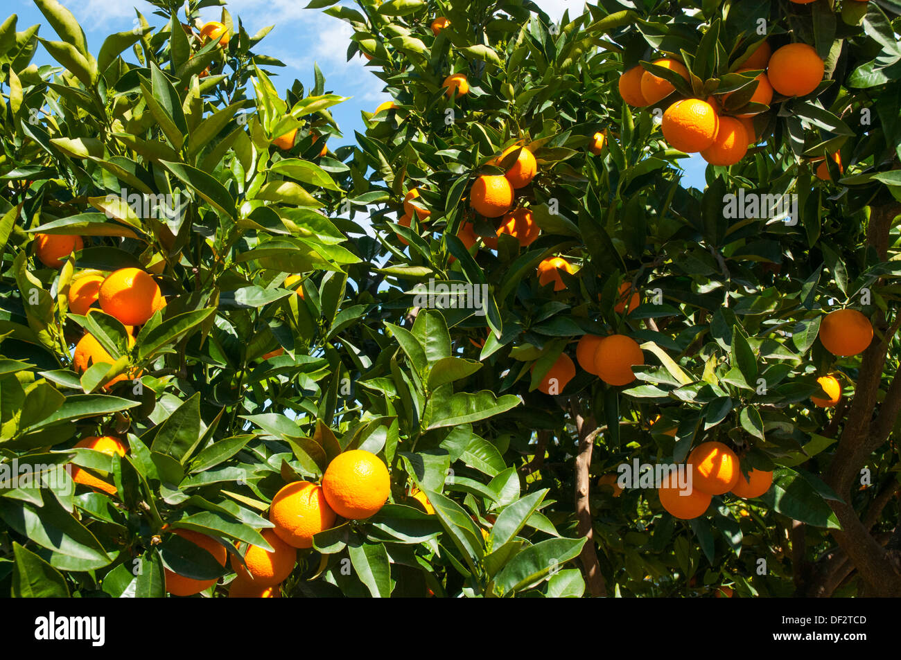Oranges fruit citrus trees -Fotos und -Bildmaterial in hoher Auflösung ...