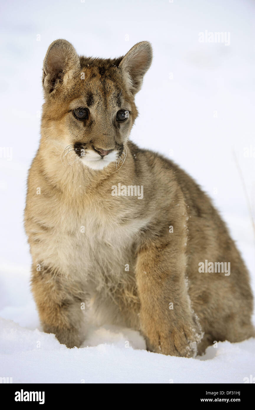 Baby puma Stockfotos und -bilder Kaufen - Alamy