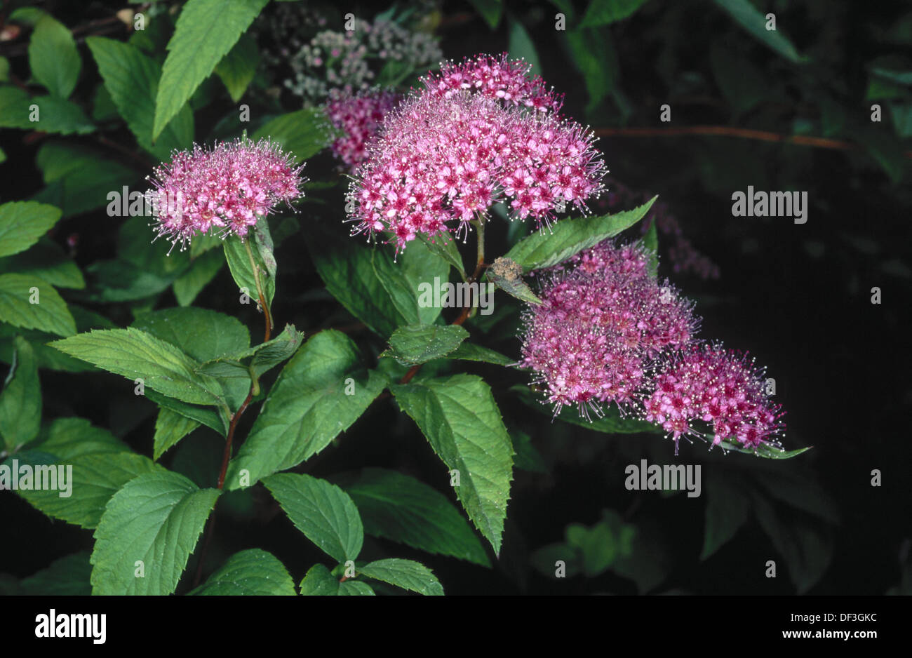 Spiraea trilobata fairy queen -Fotos und -Bildmaterial in hoher ...