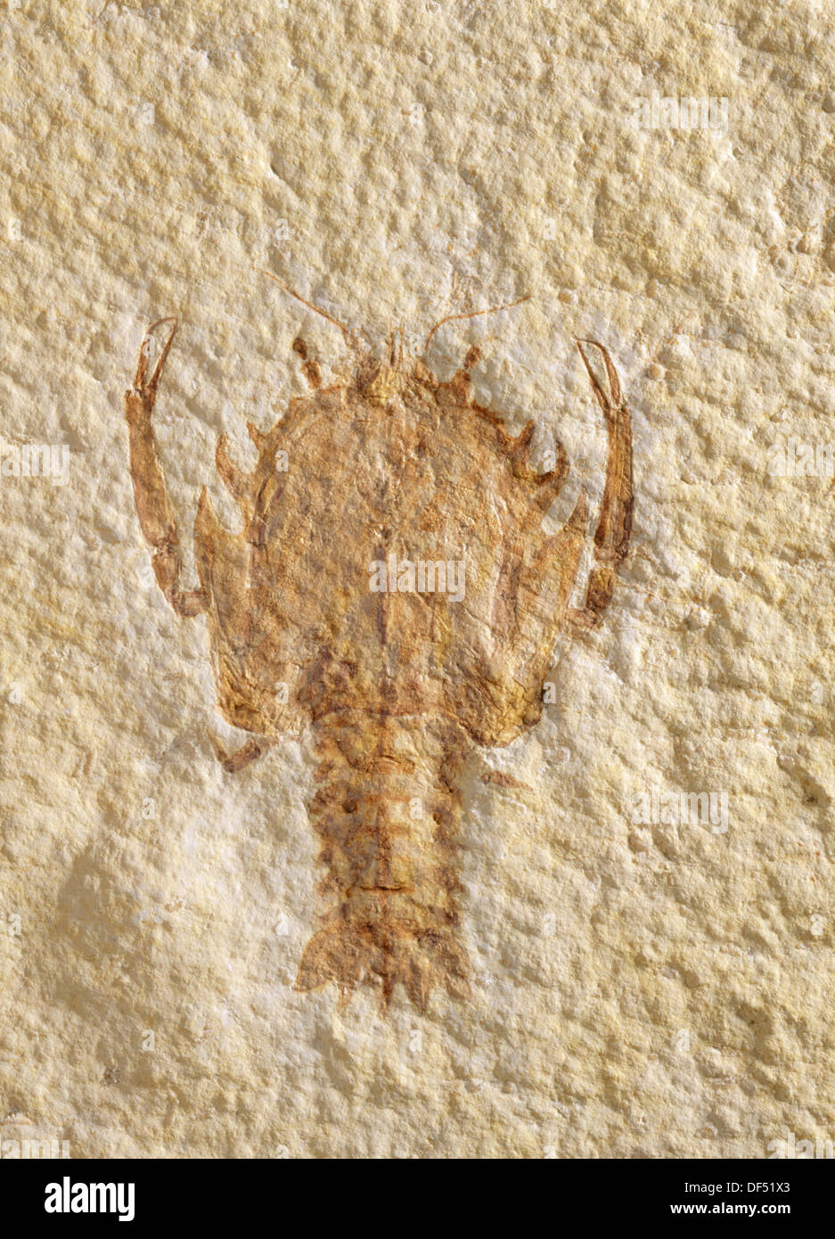 Eryon arctiformis -Fotos und -Bildmaterial in hoher Auflösung – Alamy