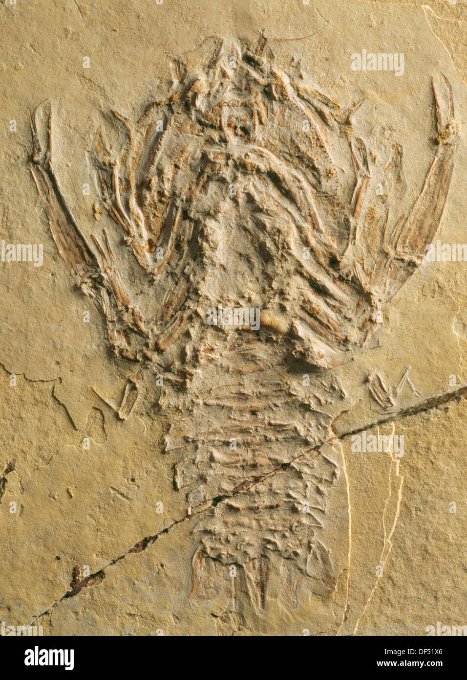 Eryon arctiformis -Fotos und -Bildmaterial in hoher Auflösung – Alamy