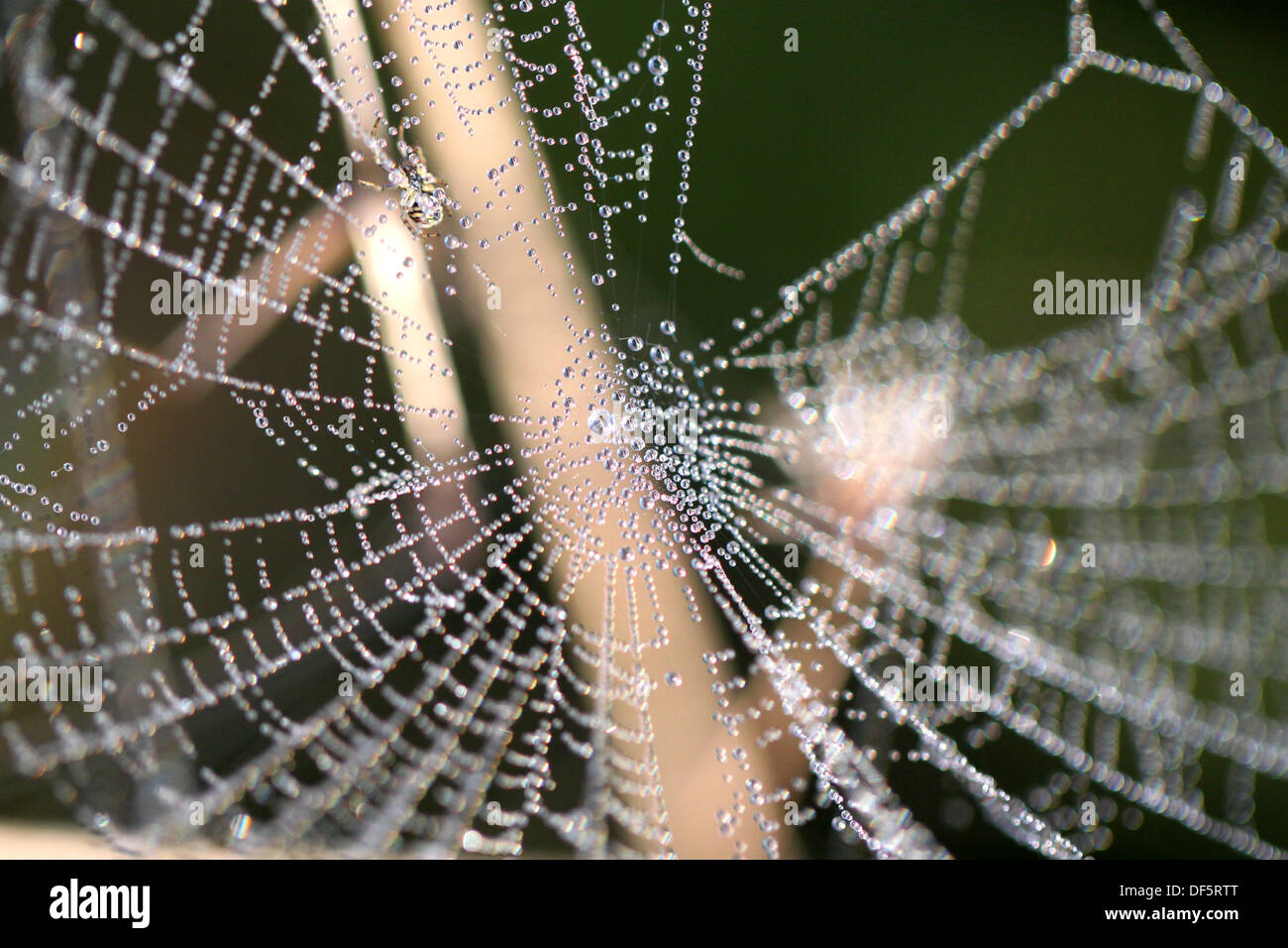 Kleine blaue spinne -Fotos und -Bildmaterial in hoher Auflösung – Alamy