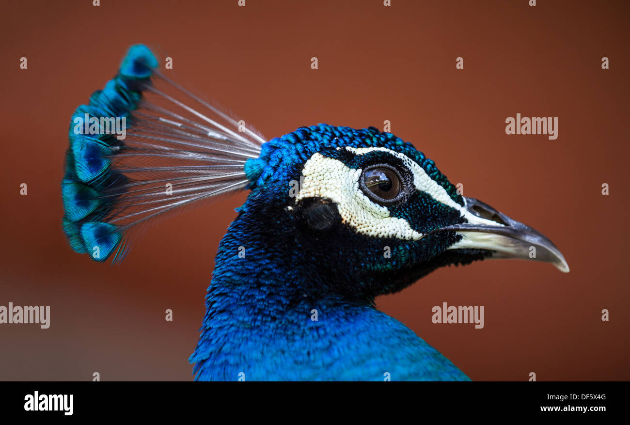 Pfau profil -Fotos und -Bildmaterial in hoher Auflösung – Alamy