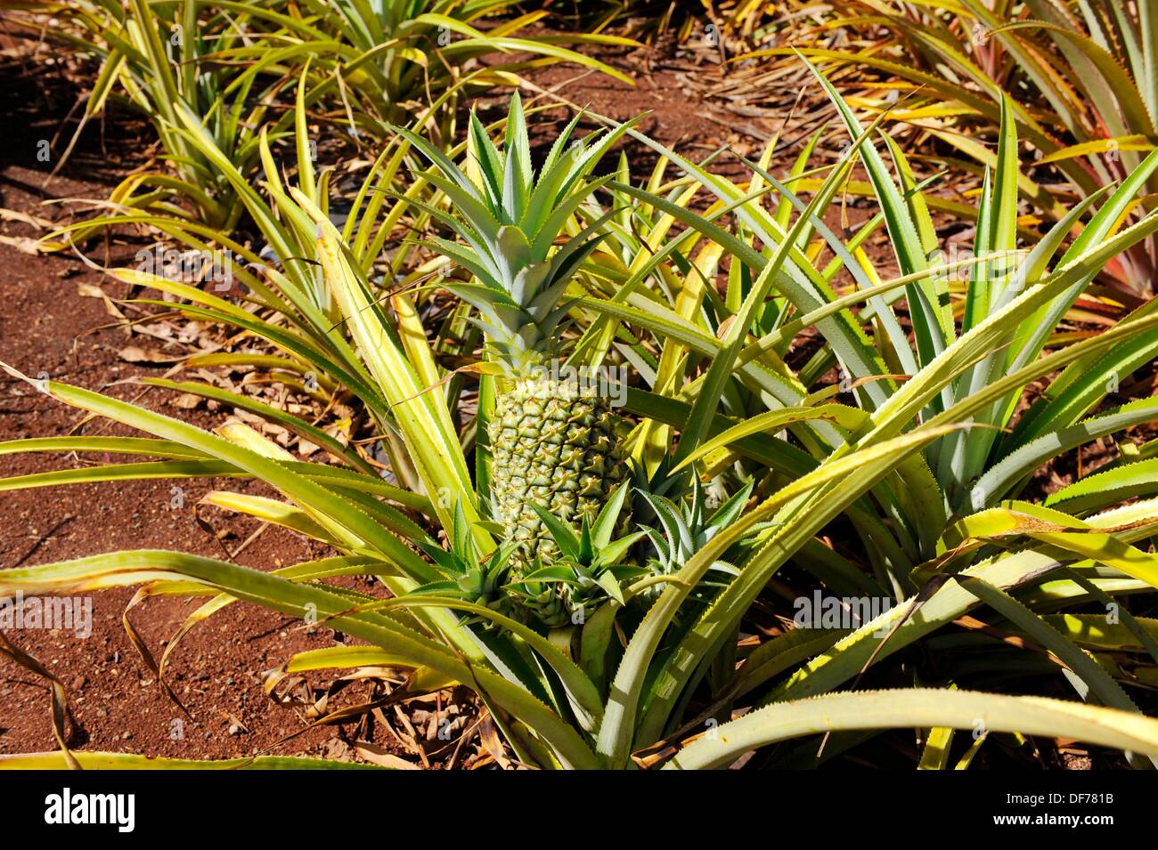 Dole ananas plantage garten -Fotos und -Bildmaterial in hoher Auflösung ...