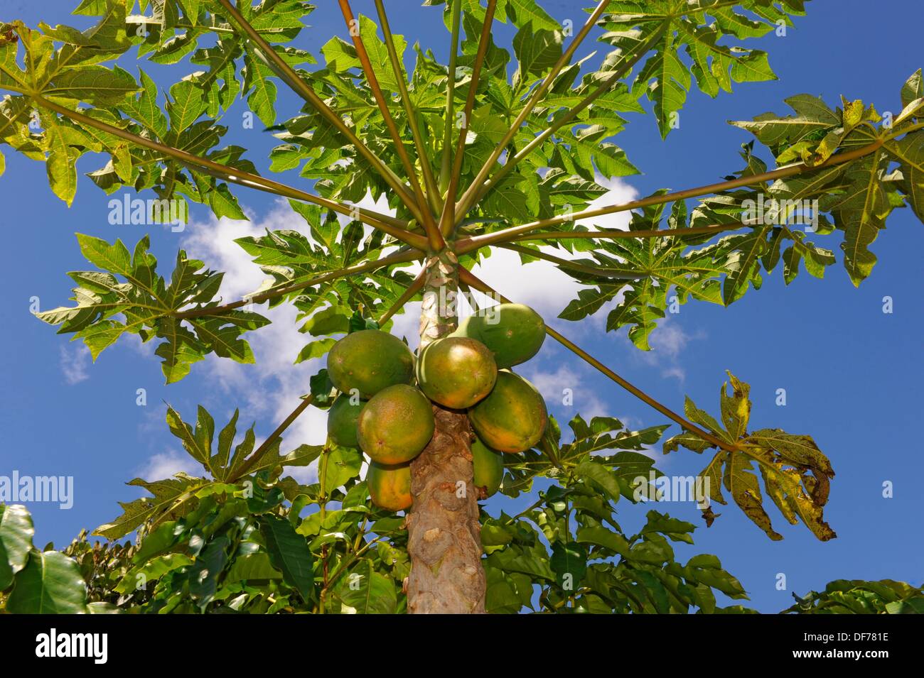 Dole Papaya Stockfotos und -bilder Kaufen - Alamy