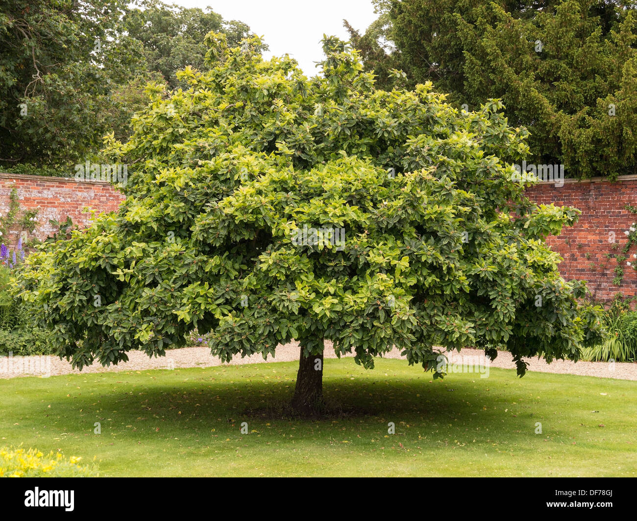 Mespilus Germanica Stockfotos und -bilder Kaufen - Alamy