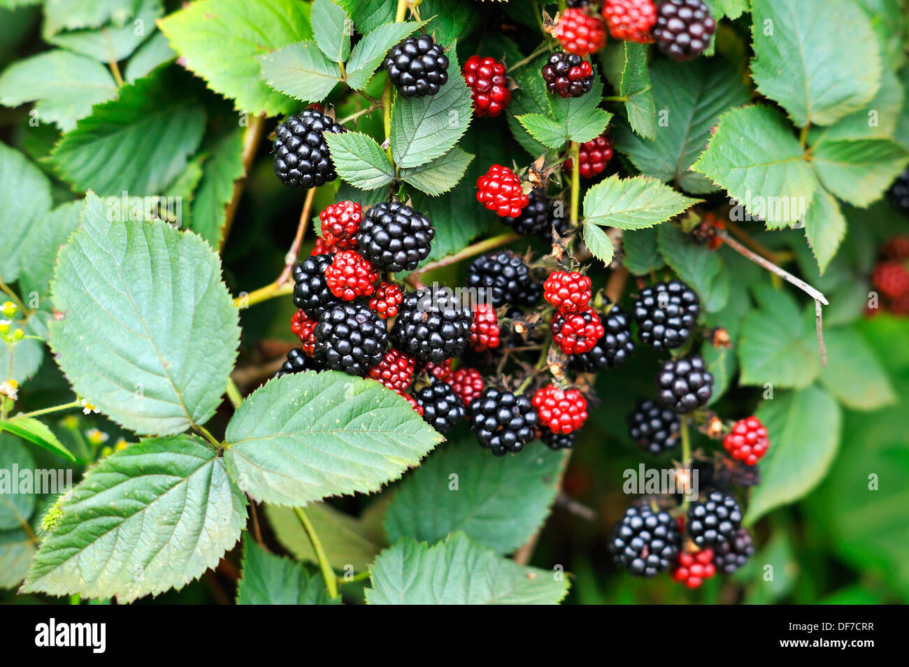 Reife und unreife Brombeeren (Rubus Sectio Rubus) auf den Busch ...