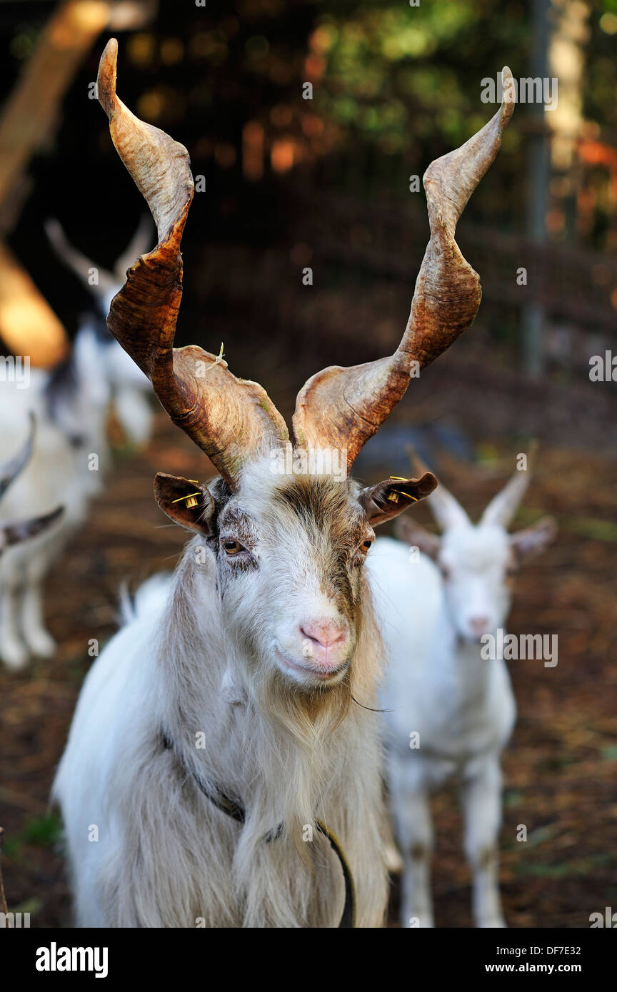 Billy Goat Male Horns Stockfotos und -bilder Kaufen - Alamy