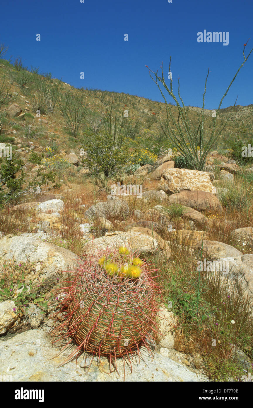 Barrel cactus ferocactus acanthodes barrel -Fotos und -Bildmaterial in ...
