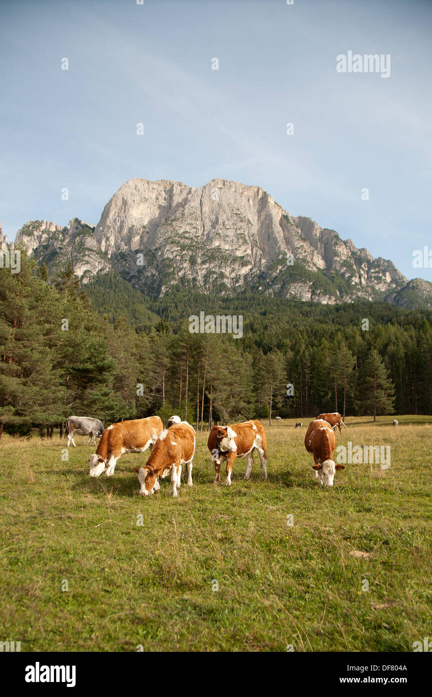Vieh simmental kuh kalb feld -Fotos und -Bildmaterial in hoher ...