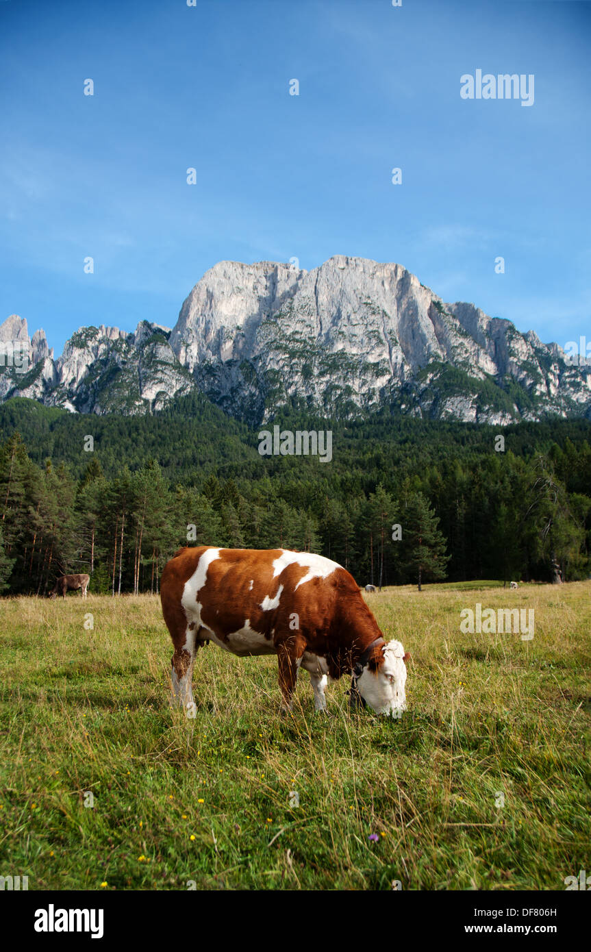 Vieh simmental kuh kalb feld -Fotos und -Bildmaterial in hoher ...