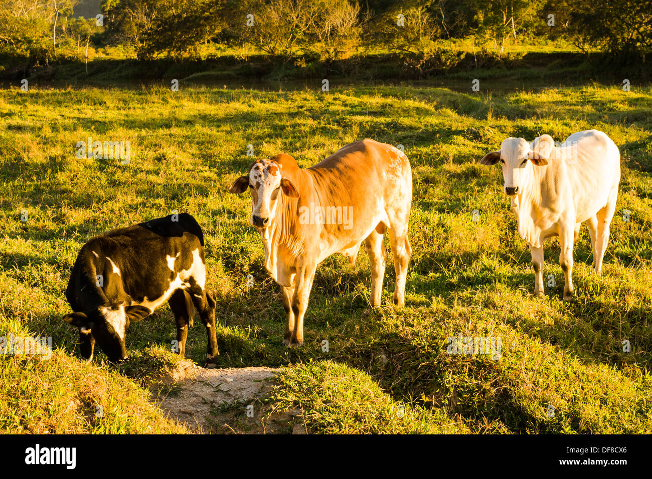 Zebu rinder -Fotos und -Bildmaterial in hoher Auflösung – Alamy