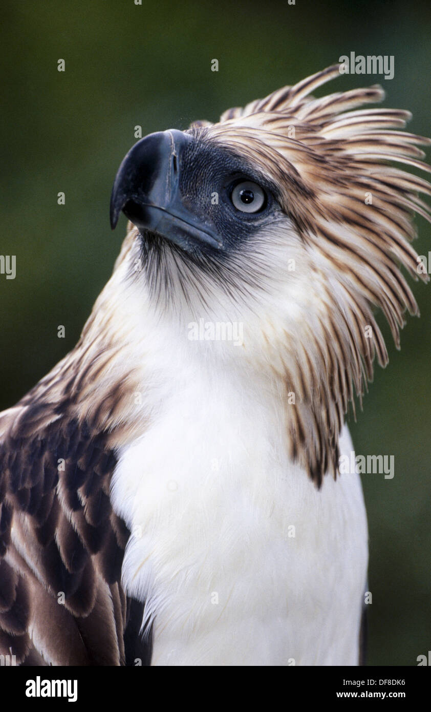 Philippine Eagle Pithecophaga Jefferyi Philippines Eagle Stockfotos und ...