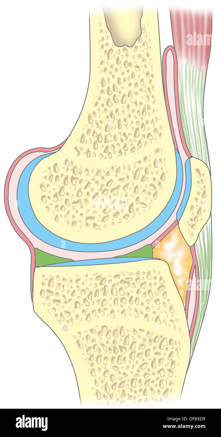 Knee ligaments -Fotos und -Bildmaterial in hoher Auflösung – Alamy