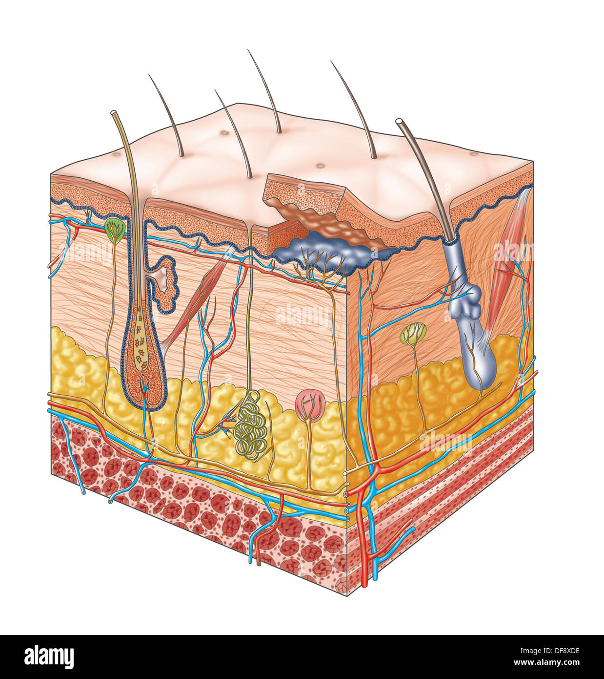 Haut und venen Stockfotos und -bilder Kaufen - Alamy