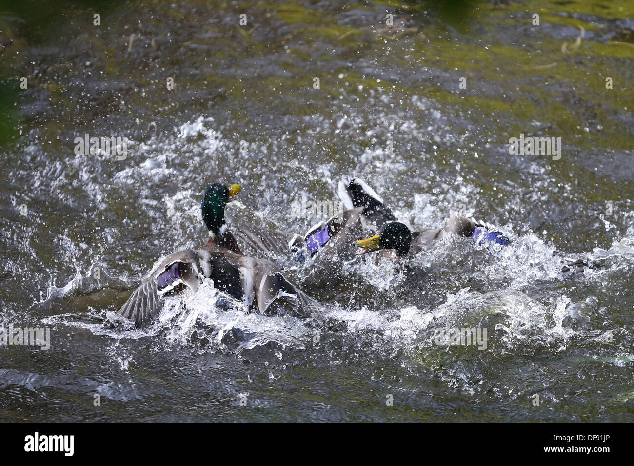 Ducks attacking -Fotos und -Bildmaterial in hoher Auflösung – Alamy