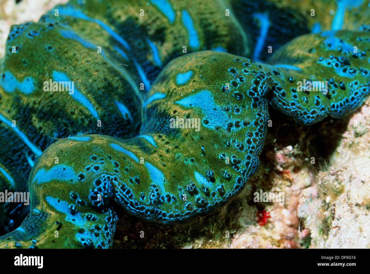 Detail der riesenmuschel tridacna gigas -Fotos und -Bildmaterial in ...
