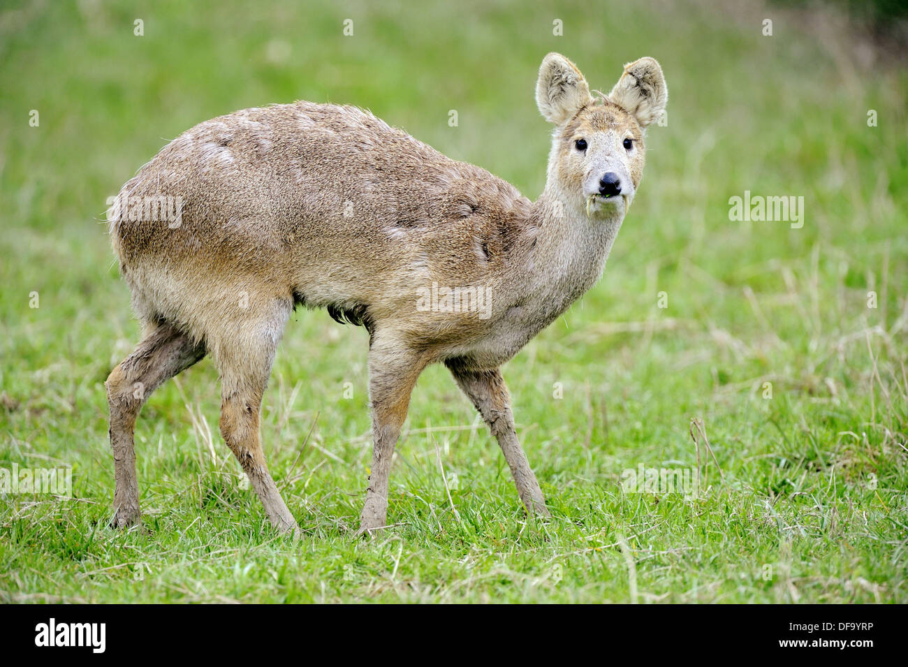 Hydropotes inermis -Fotos und -Bildmaterial in hoher Auflösung – Alamy
