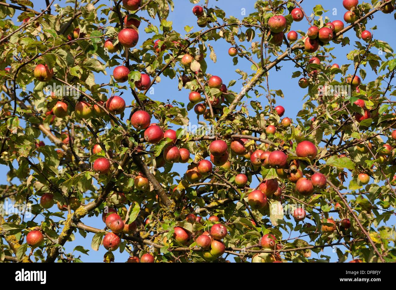 Wilder Apfelbaum Stockfotos und -bilder Kaufen - Alamy