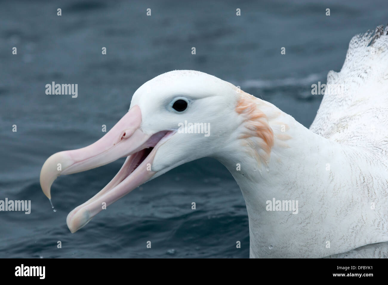 Snowy albatross -Fotos und -Bildmaterial in hoher Auflösung – Alamy