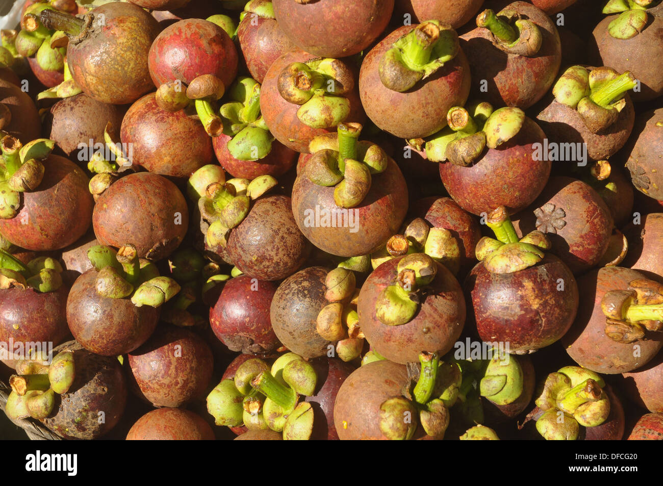 Lila mangostan -Fotos und -Bildmaterial in hoher Auflösung – Alamy