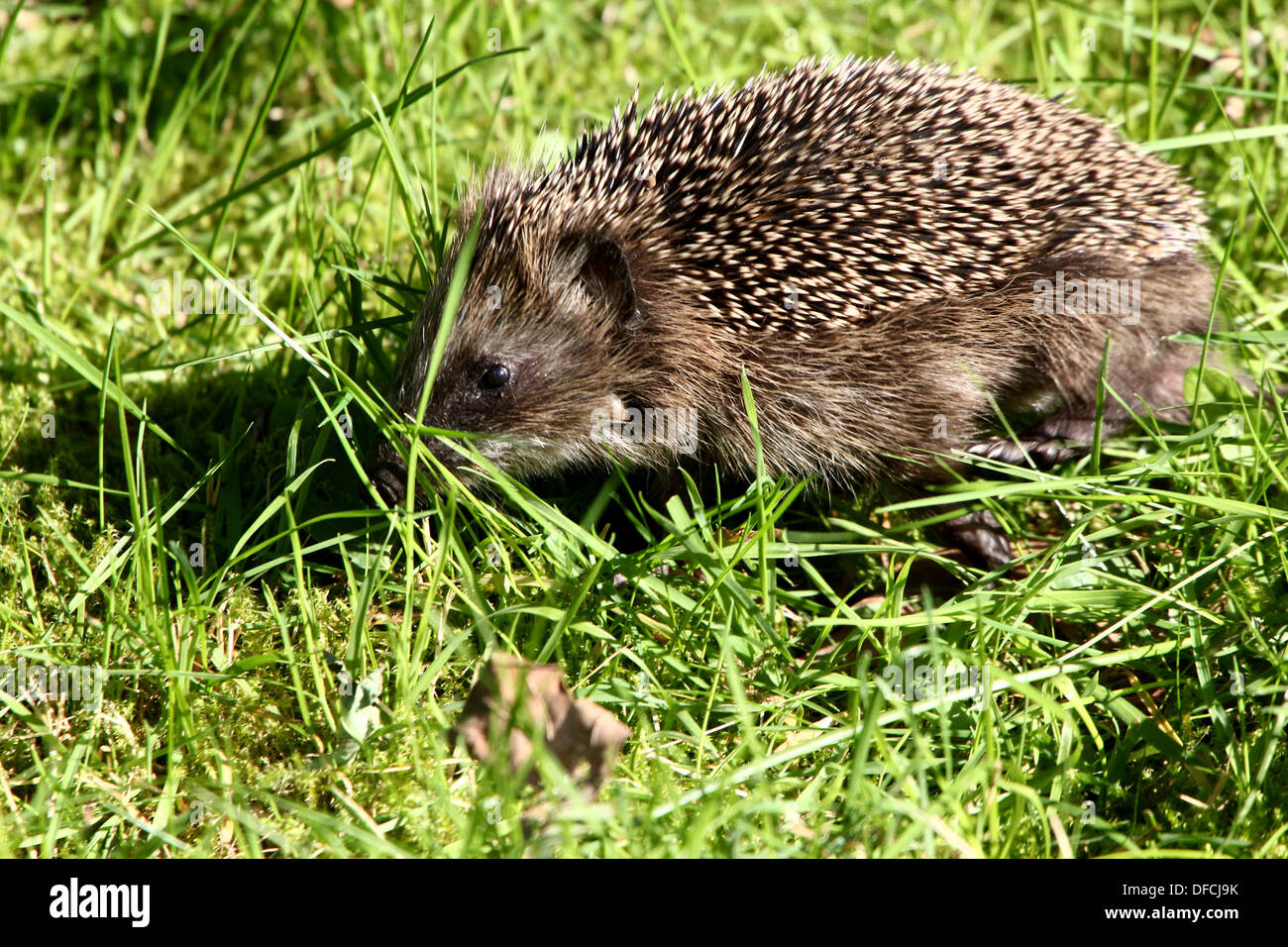 Erizo comun -Fotos und -Bildmaterial in hoher Auflösung – Alamy