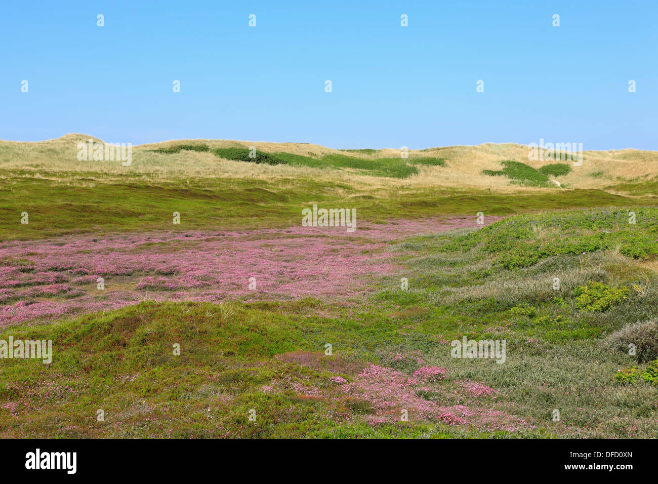 Heide in Rantum Dunes, Insel Sylt, Schleswig-Holstein, Deutschland ...