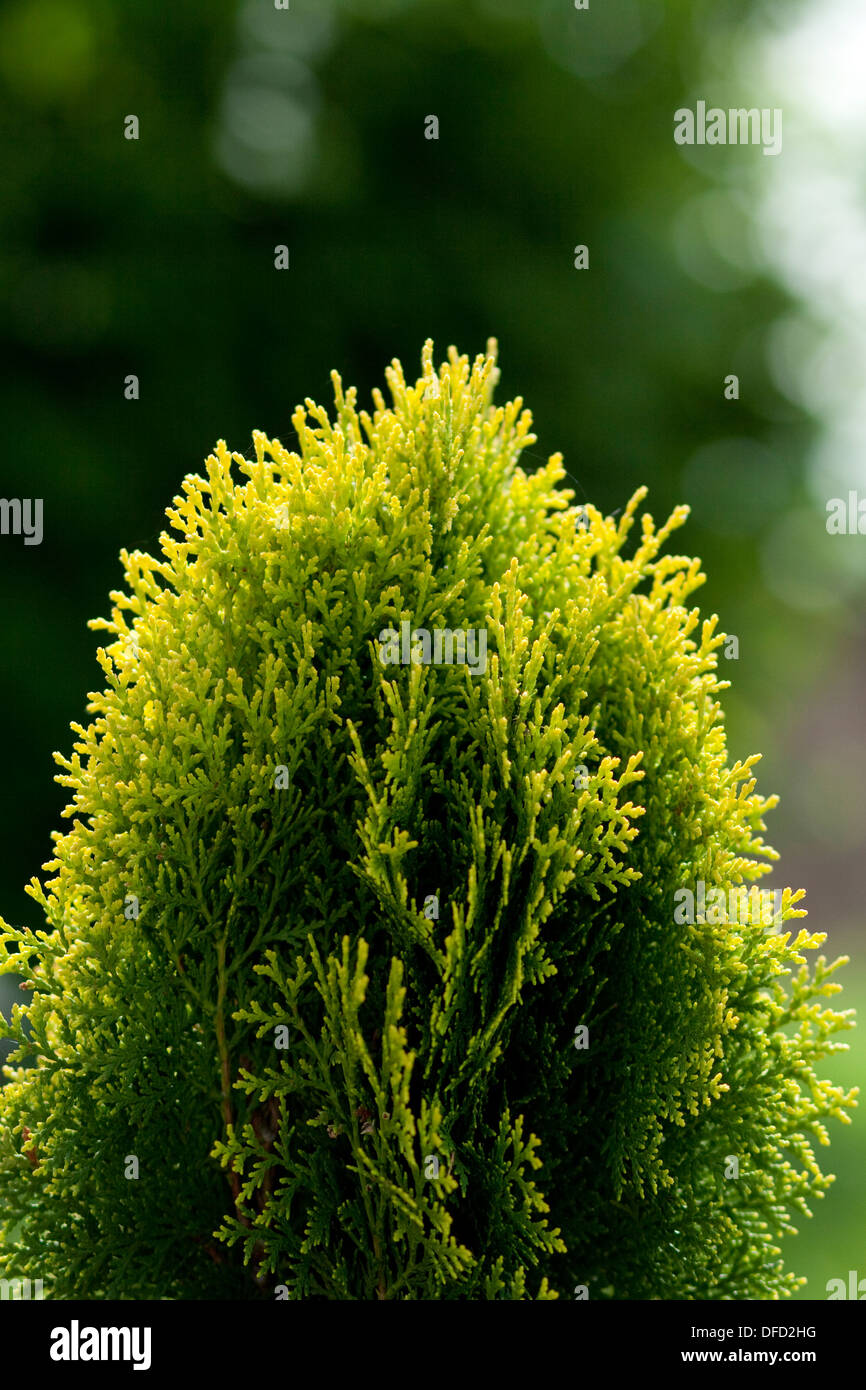 Thuja Tree Stockfotos und -bilder Kaufen - Alamy