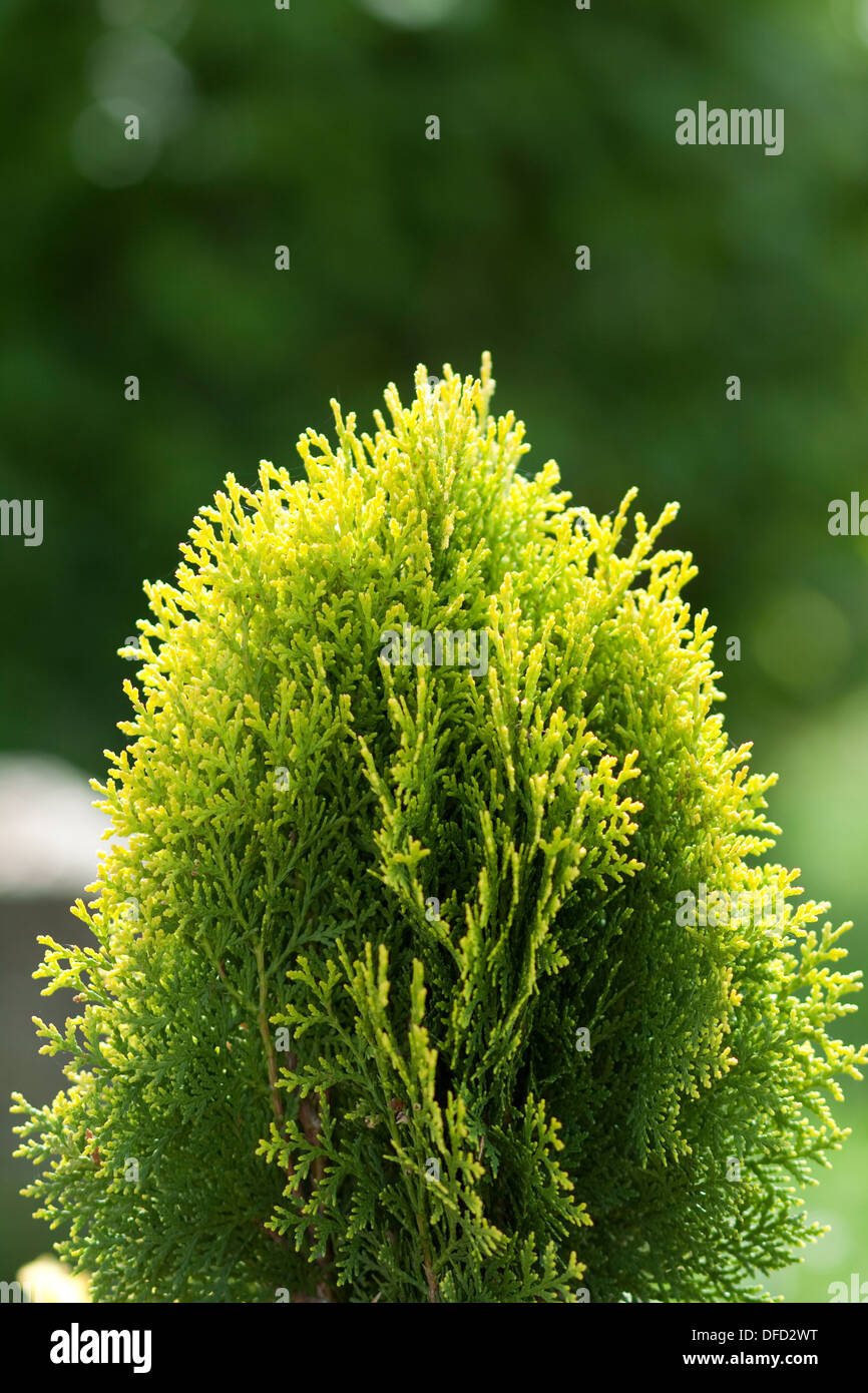 Thuja Tree Stockfotos und -bilder Kaufen - Alamy
